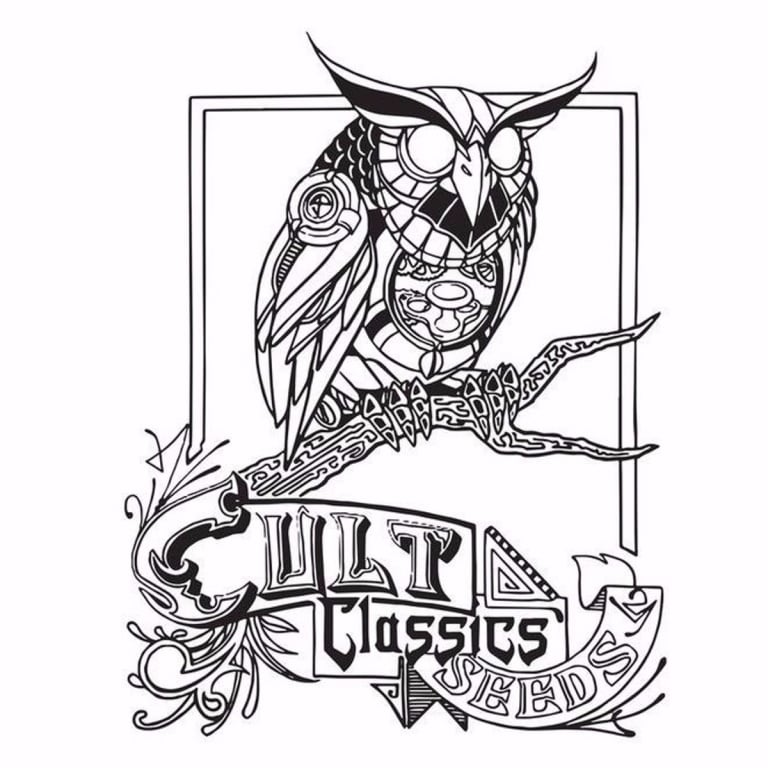 Terpy Seeds - Marijuana Seed Bank - Cannabis Seeds For Sale