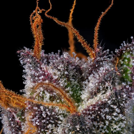 WIZARD TREE - SHERBZOOKA - Terpy Seeds