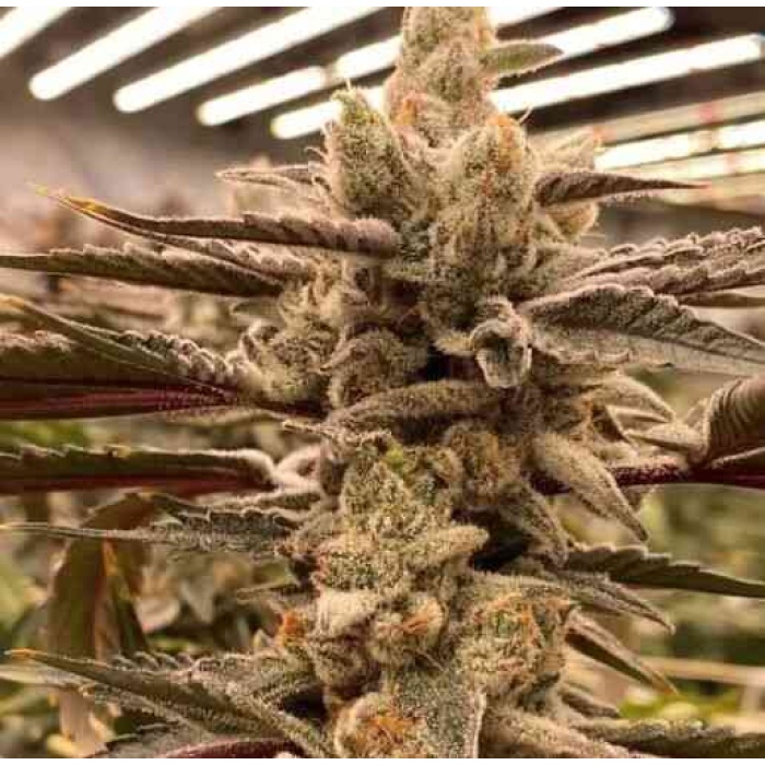 IN-HOUSE - MASTERPIECE - Terpy Seeds