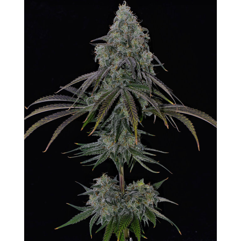 PURE MELT - NICHE - Terpy Seeds