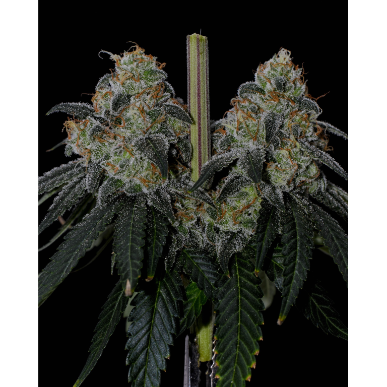 PURE MELT - NICHE - Terpy Seeds